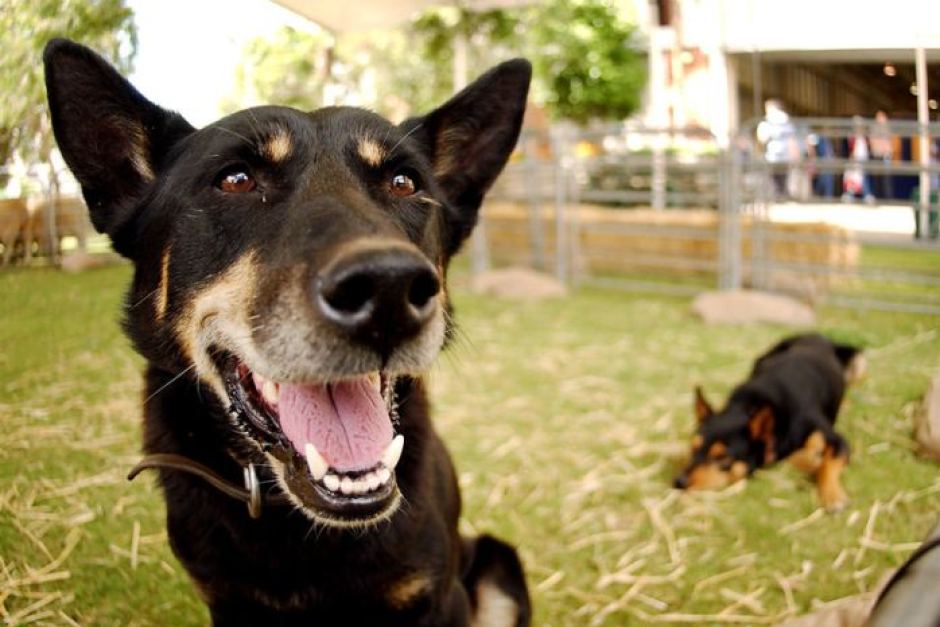 How to Support Elderly Owners in Keeping their Pets